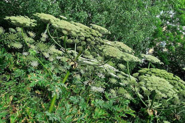 Map reveals where 'Britain’s most dangerous plant' is growing in Warrington