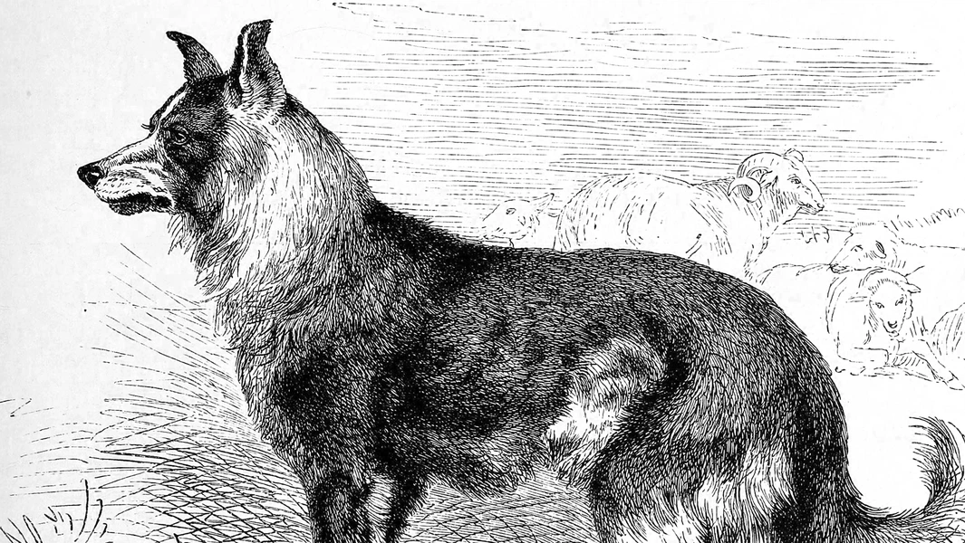 Living happily with a German shepherd
