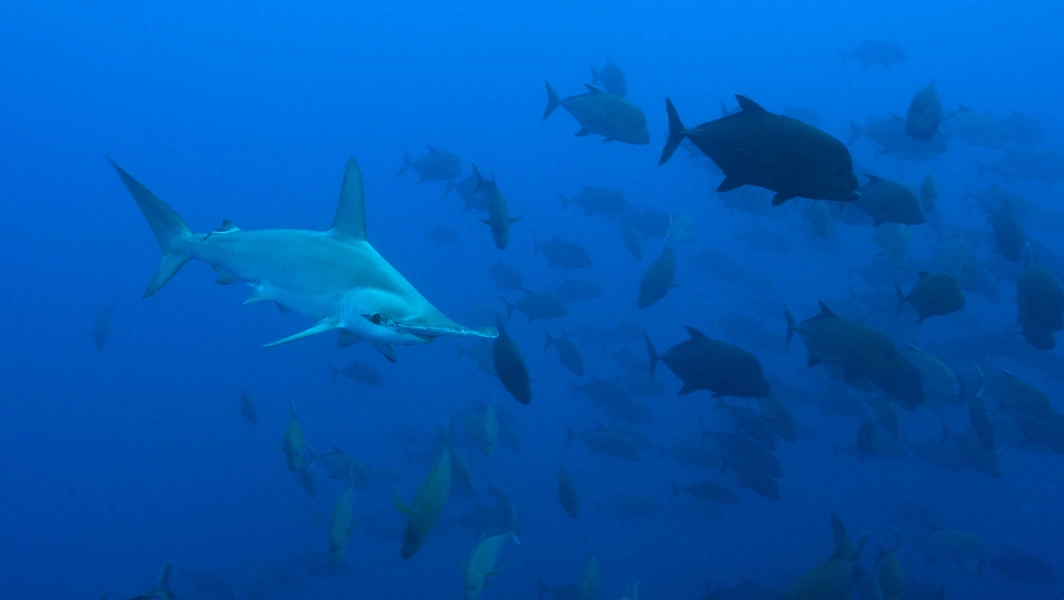 7 remarkable shark stories from around the world