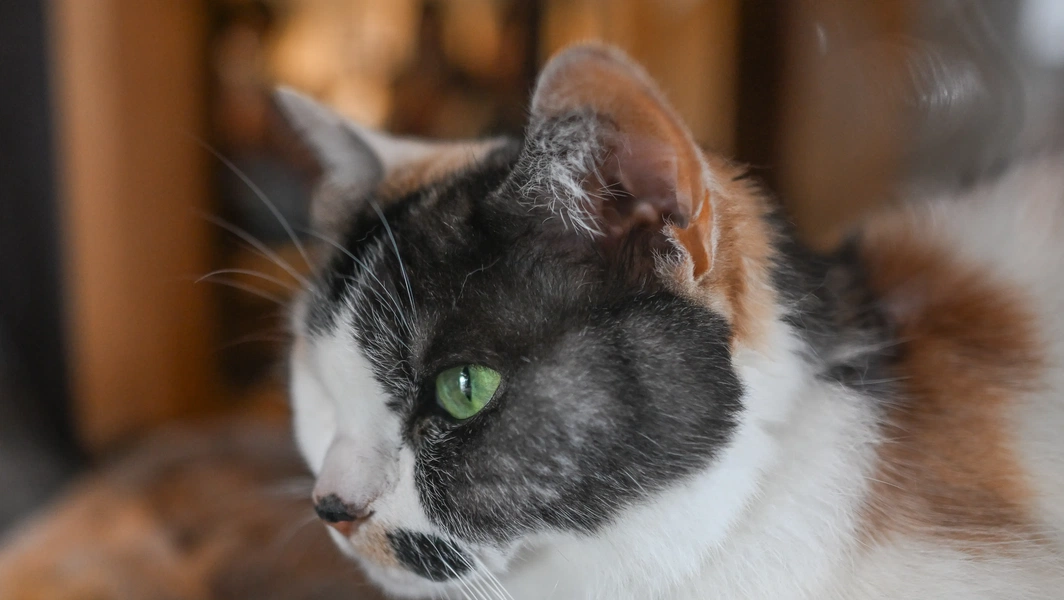 Genetics behind rare and striking cat coats