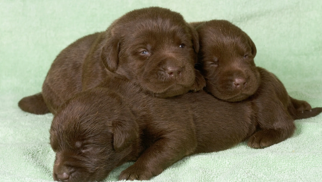 Understanding dog coat colors and patterns