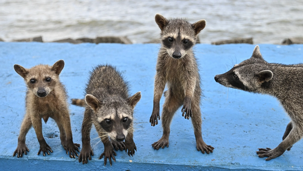 Urban raccoons and the path to self-domestication