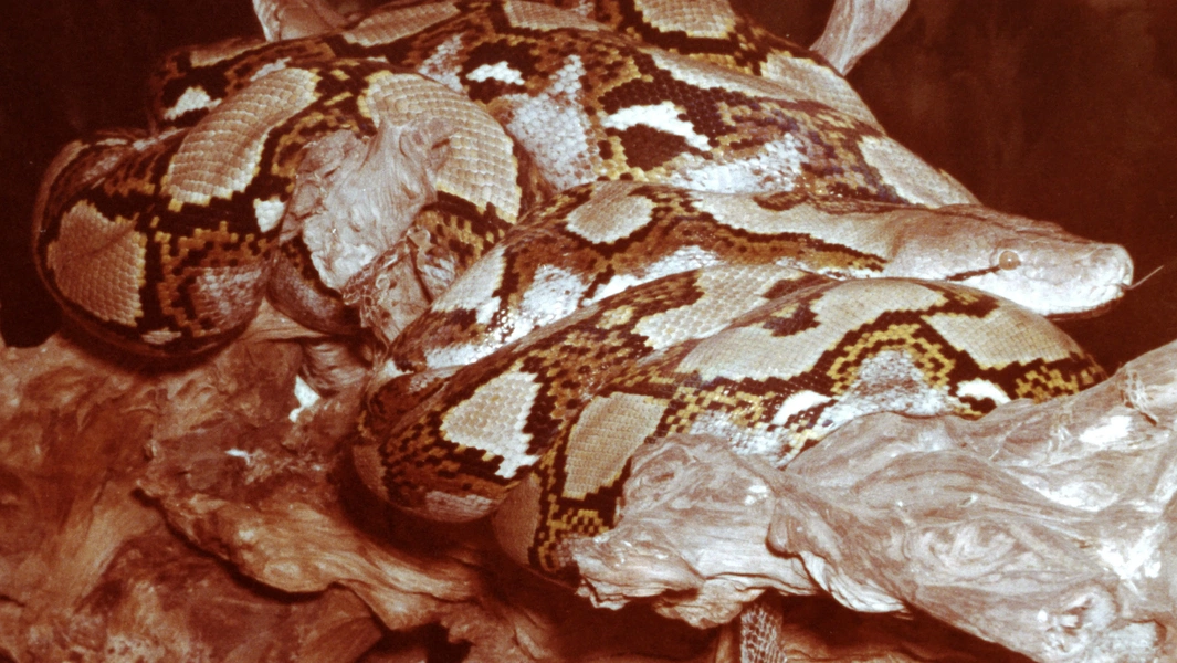 Pythons' astonishing feats of predation and digestion