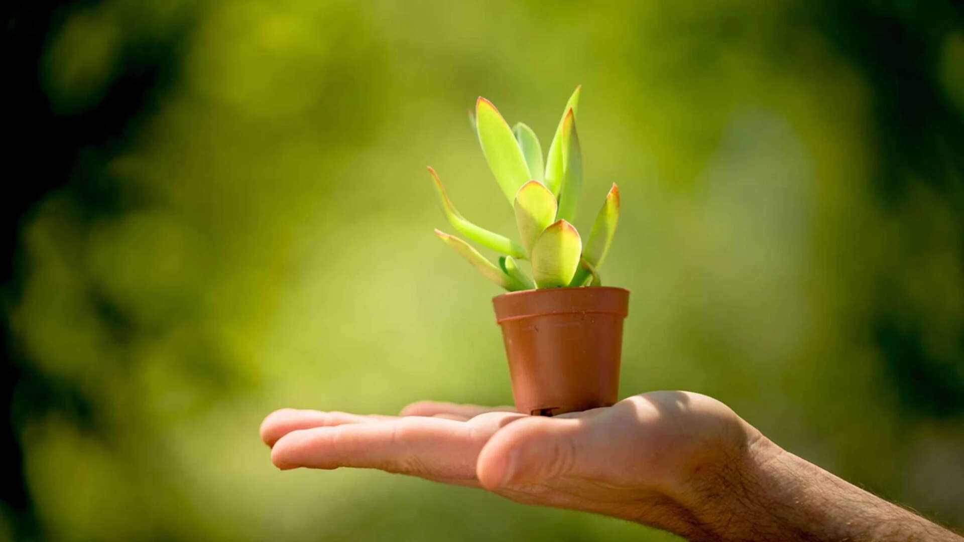 For how long will the Earth stay ‘green’? New scientific model finally ...