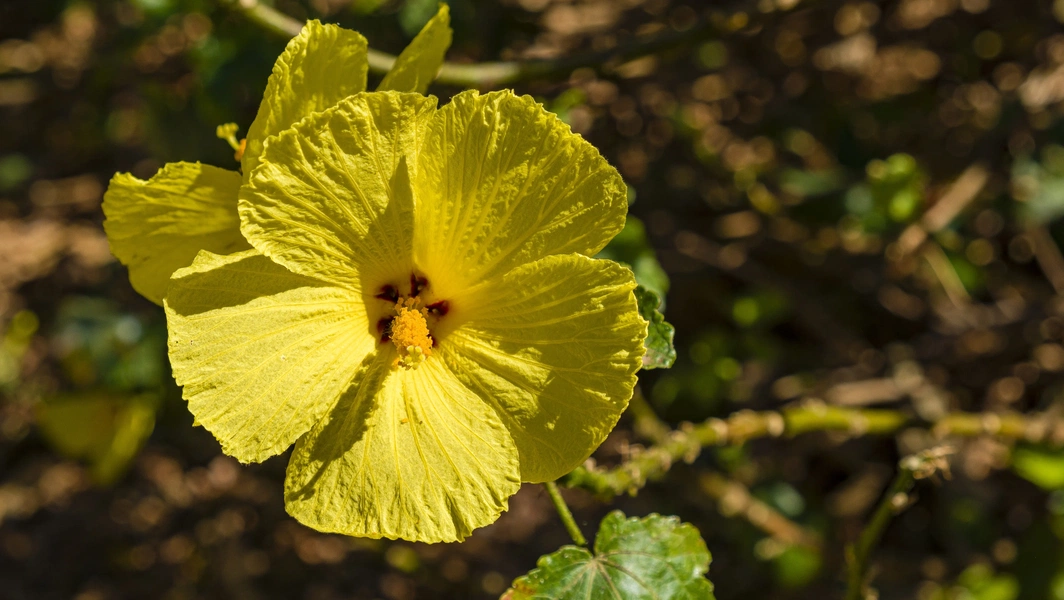 4 endangered plants unique to Hawaii