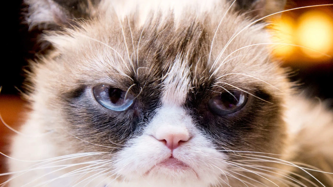 5 iconic cat memes and viral feline moments