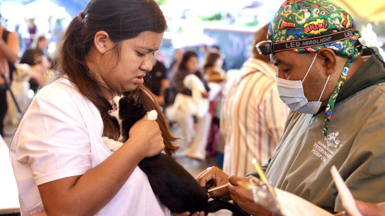¡Cuidado! Gusano barrenador llega a 10 alcaldías de la CDMX; hay 18 casos