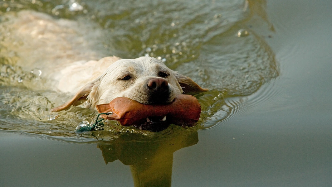 Labrador retrievers: History, traits, and roles