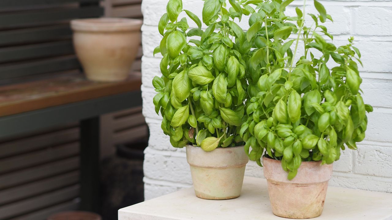 Not citronella, not thyme — the inexpensive supermarket herb that's a ...
