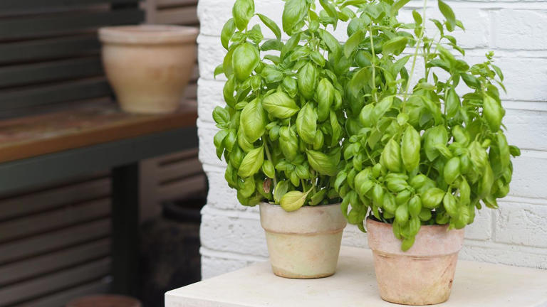 Not citronella, not thyme — the inexpensive supermarket herb that's a ...