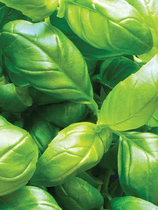 Not citronella, not thyme — the inexpensive supermarket herb that's a ...