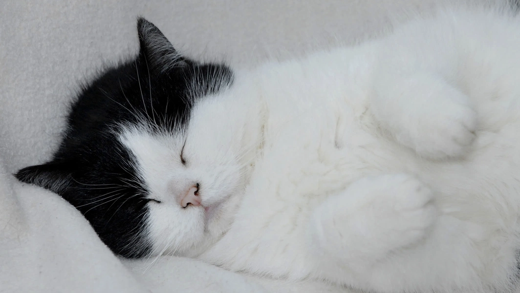 Why cats flop, roll, and wiggle
