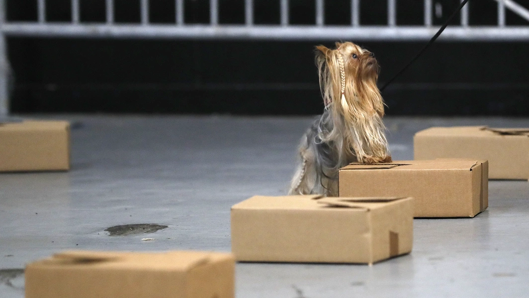 9 simple pleasures that enrich dogs’ lives