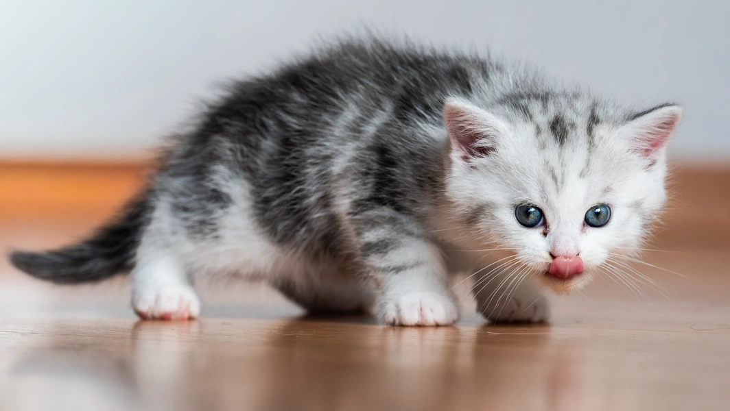 9 awkward and amusing pet moments