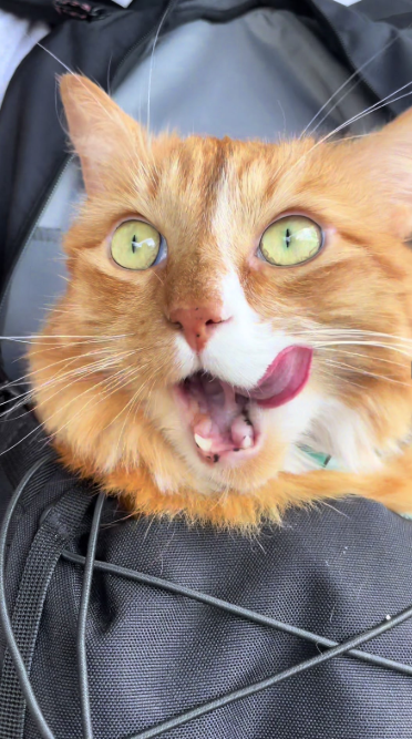 Why this cat goes crazy for cheese and hates sharing