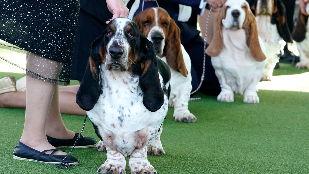 Basset hound care from nose to tail