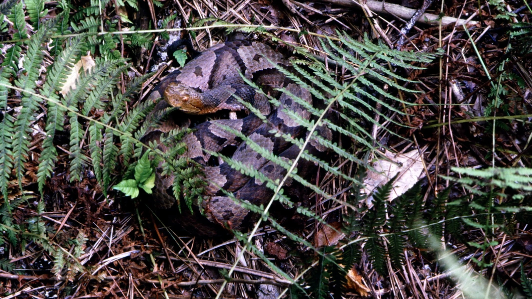 5 venomous snakes found in North Carolina
