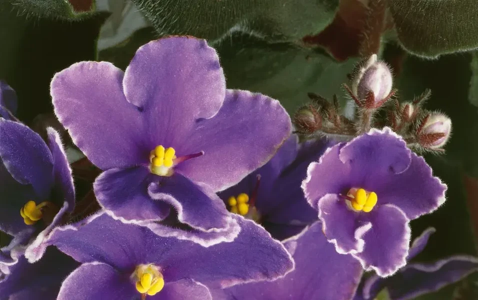 African violet care made simple for endless blooms