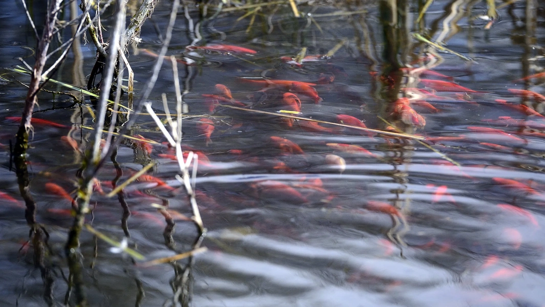 6 animals that become invasive when released