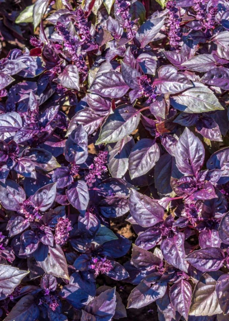 Not citronella, not thyme — the inexpensive supermarket herb that's a ...