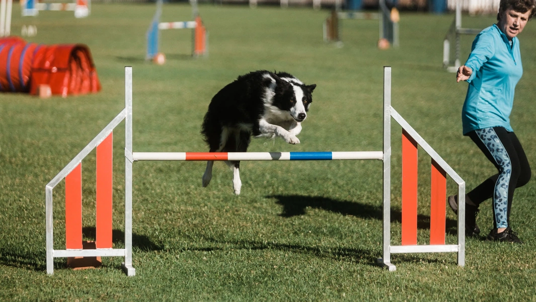 5 smartest dog breeds ranked by AKC