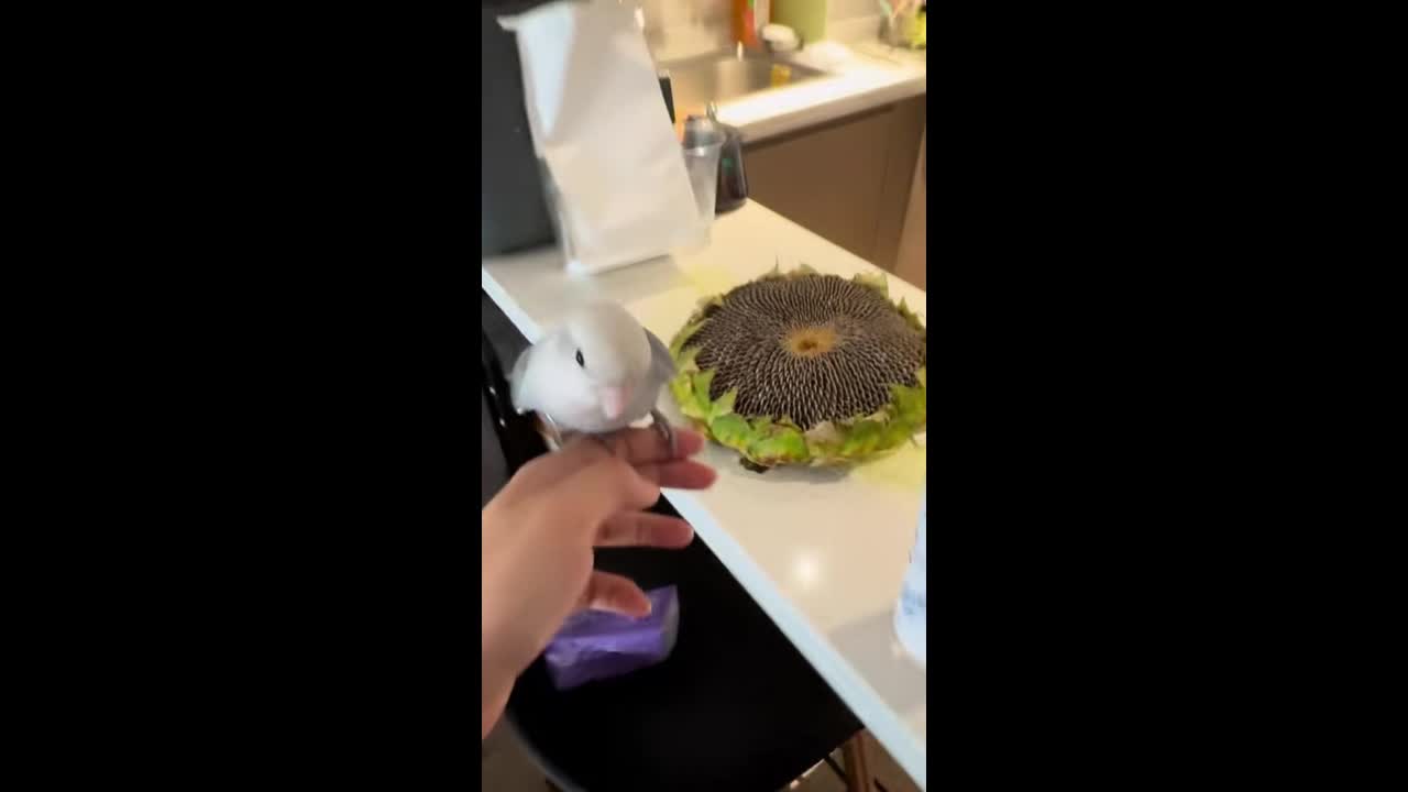 Parrot refuses to leave owner's shoulder in Shanghai, China