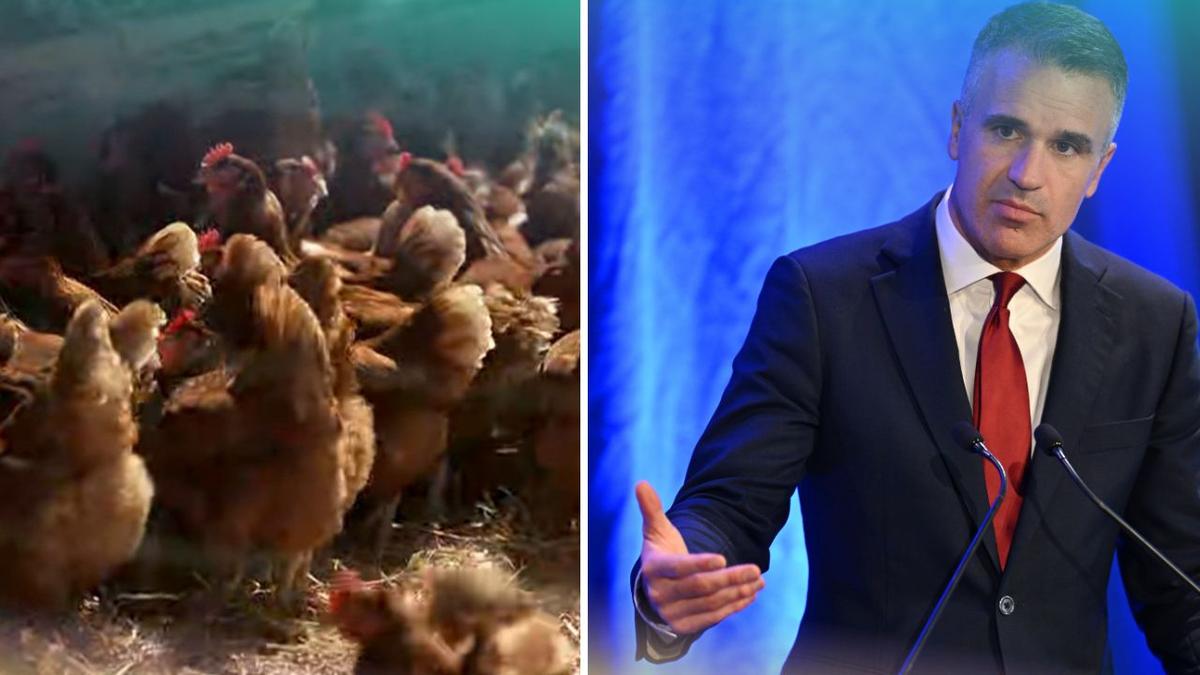 Bird flu: SA confirms first H5 case, WA expects third infection as ...