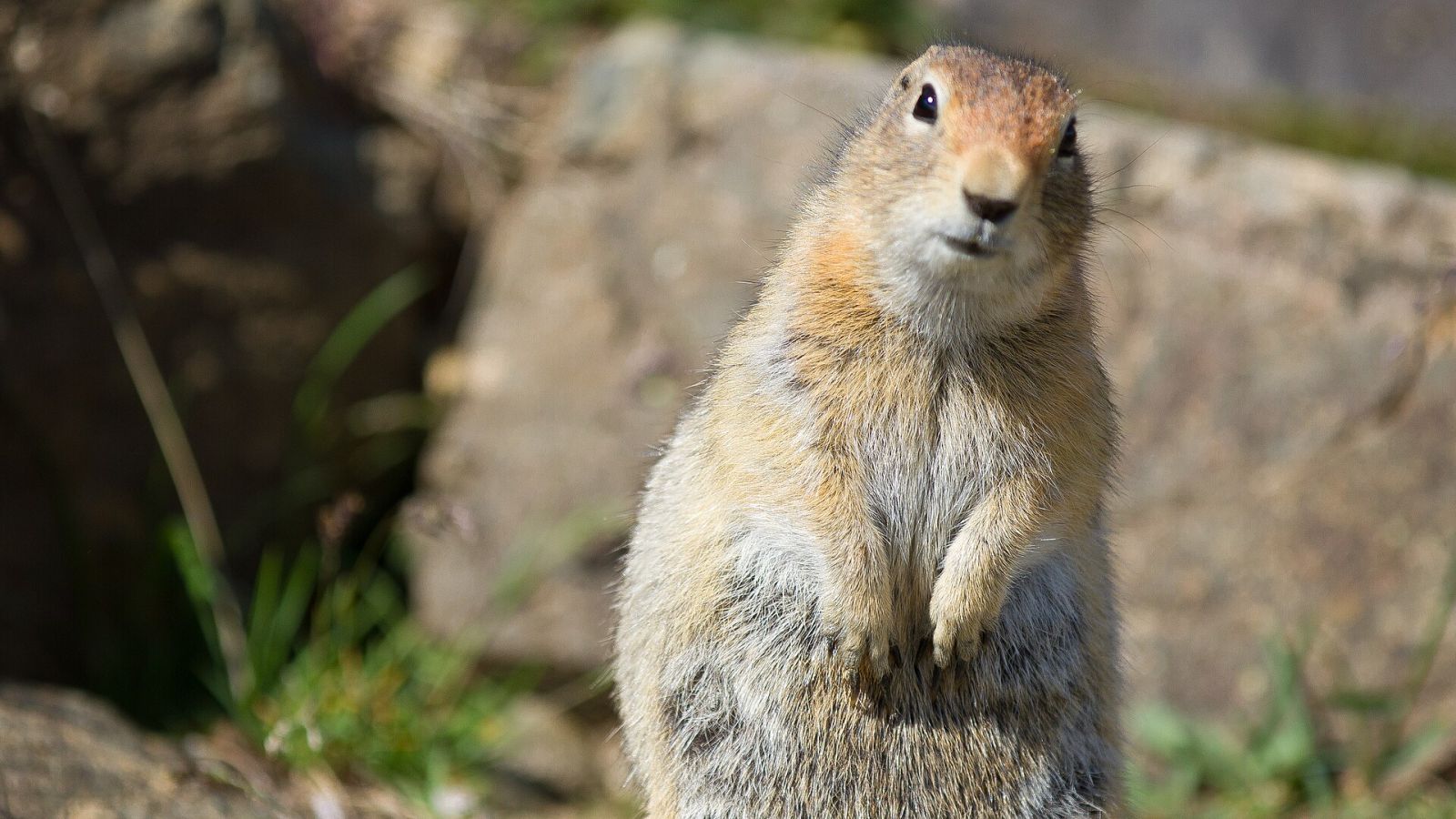 Mammoth DNA and other ice age animals discovered in squirrel droppings