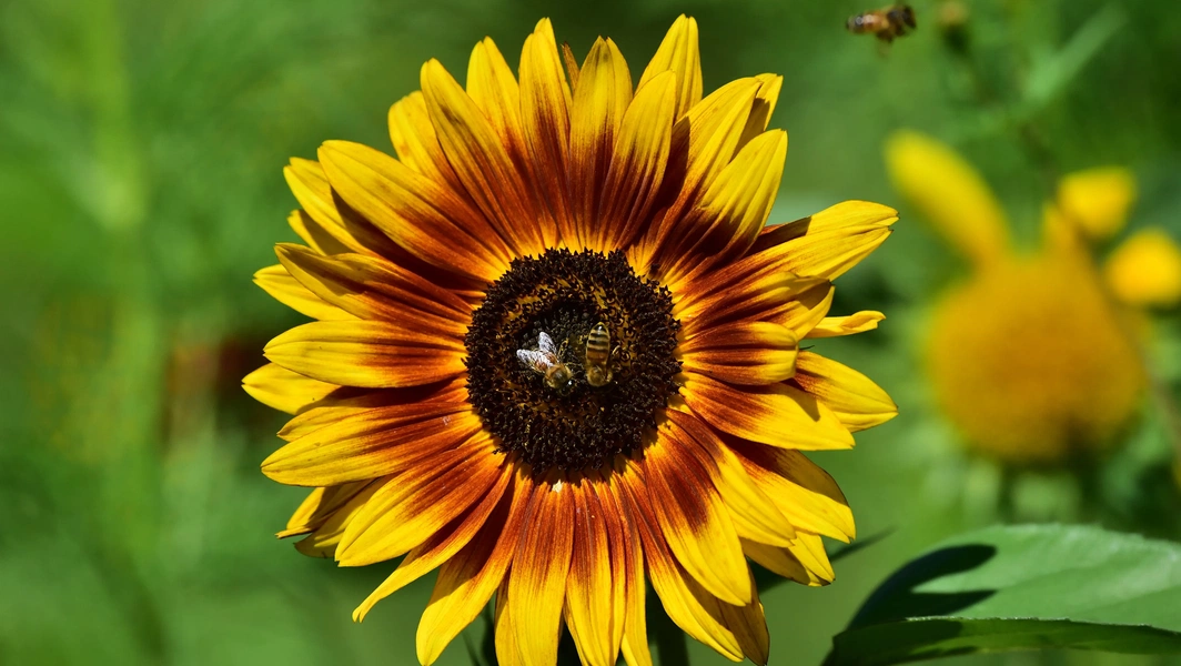 Sunflower secrets every gardener should know