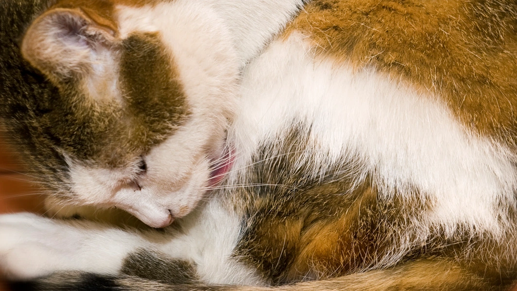 5 sensitive cat spots to avoid touching