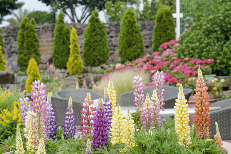 Jeju Manor Blanc Hydrangea Festival 2026: Café guide & best photo spots