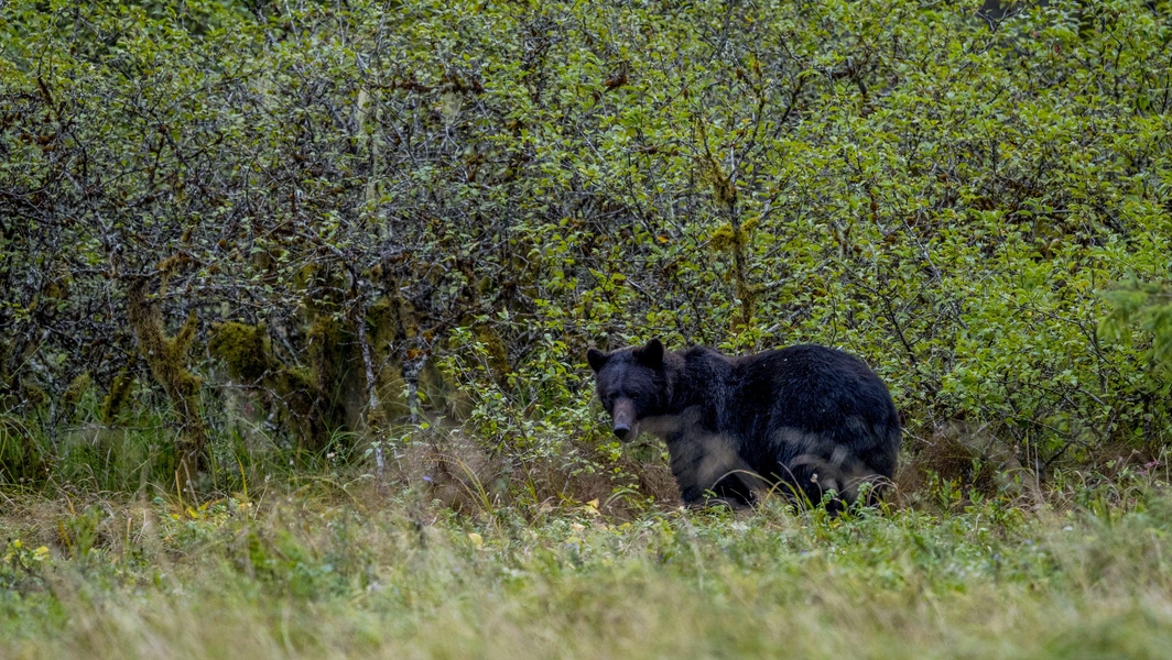 8 handgun calibers ill-suited for bear defense