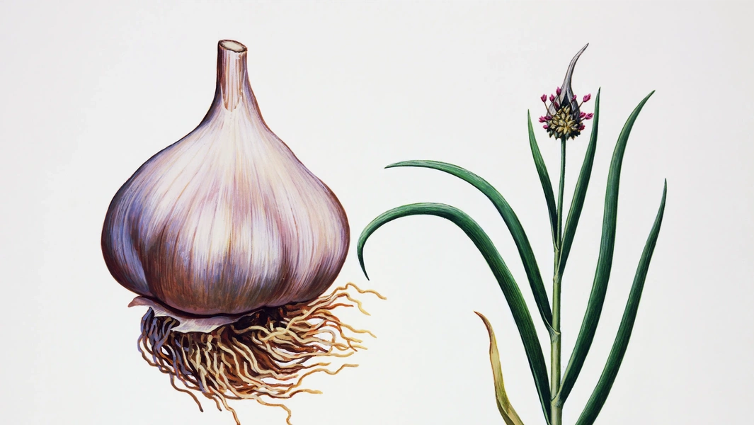 Daily garlic: Benefits, risks, and best practices