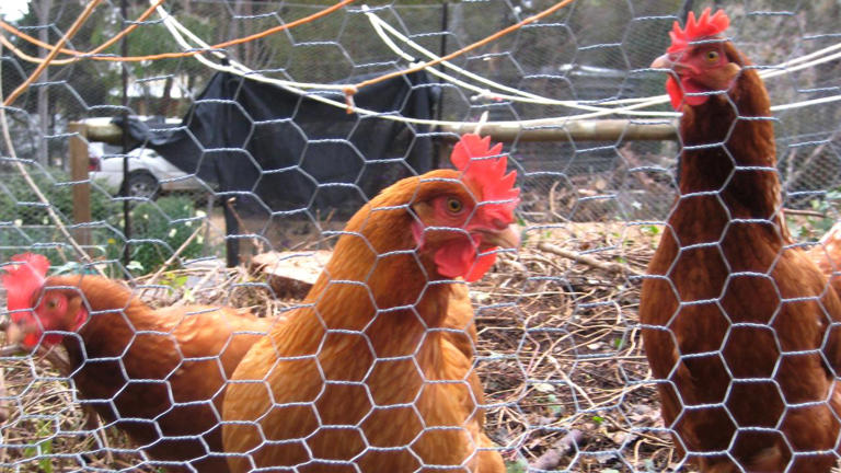 Alarm as deadly bird flu strain lands in second state