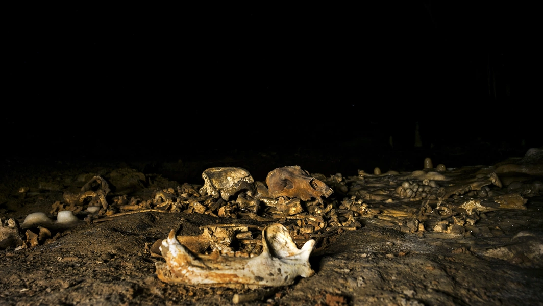 Million-year-old fossils reveal pre-human extinctions in New Zealand