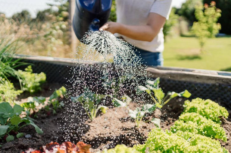 I asked experts the best time to water plants when it's hot – 1 ...