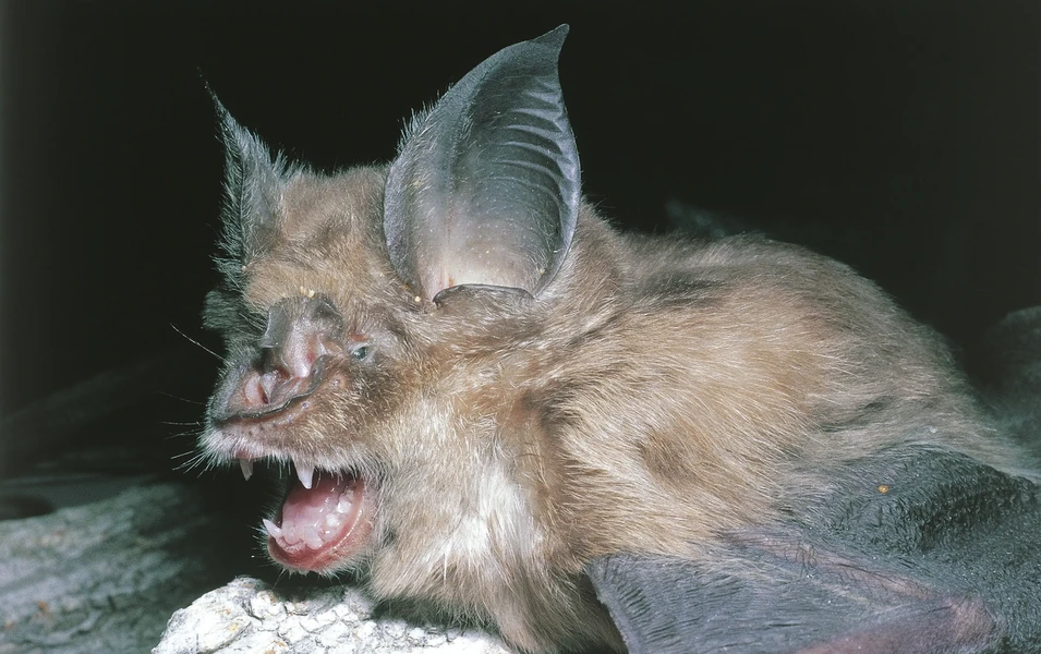 Bat study reveals hunting tactics as rare species resurfaces