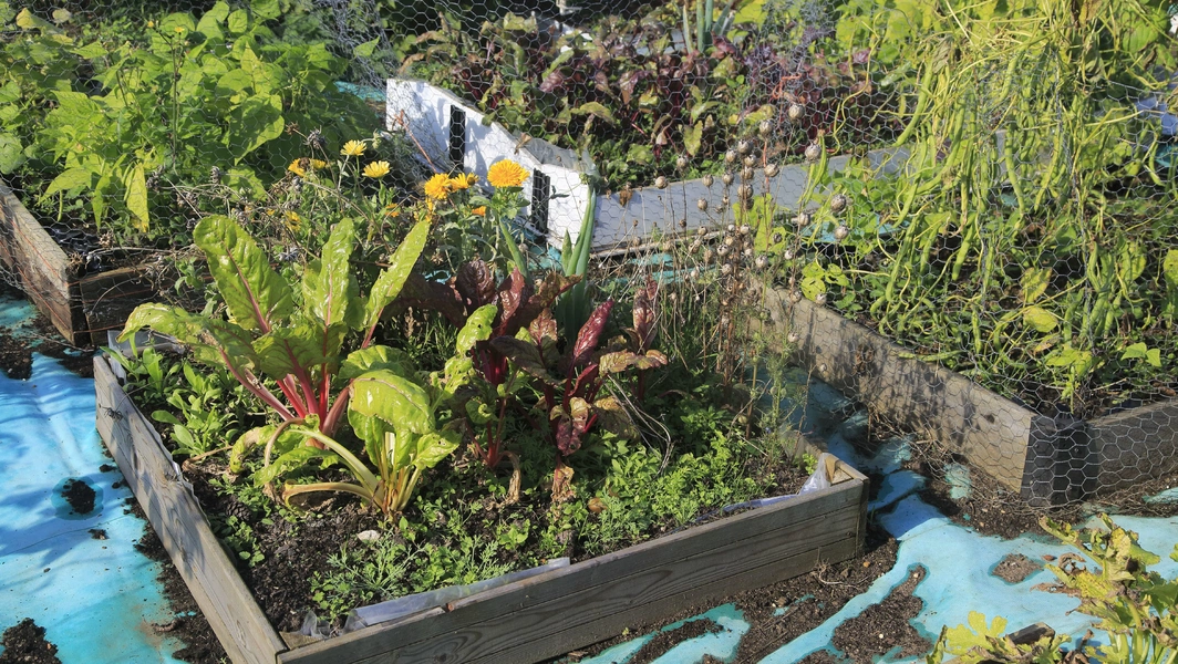 Your first vegetable garden made simple