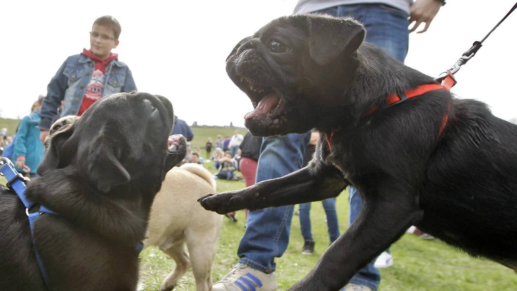 Pug's poolside protest highlights swimming safety concerns
