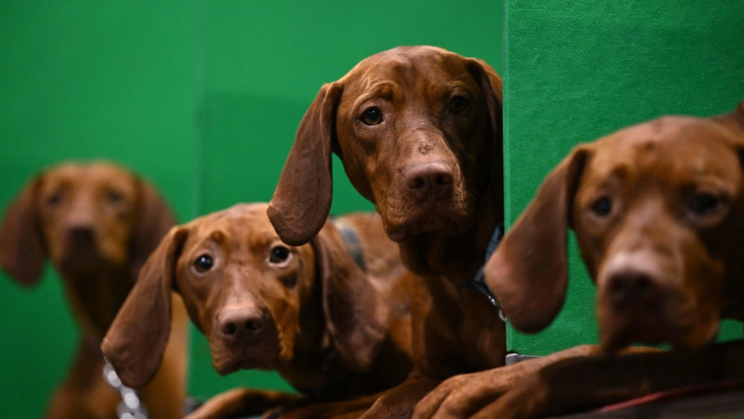 19 dog breeds prone to separation anxiety