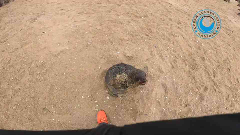 Watch this poor baby seal melt into his rescuers' arms... the fear is ...