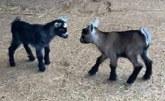Seven baby goats stolen from children’s petting zoo