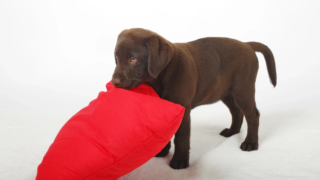 10 dog breeds with varying degrees of affection and challenge