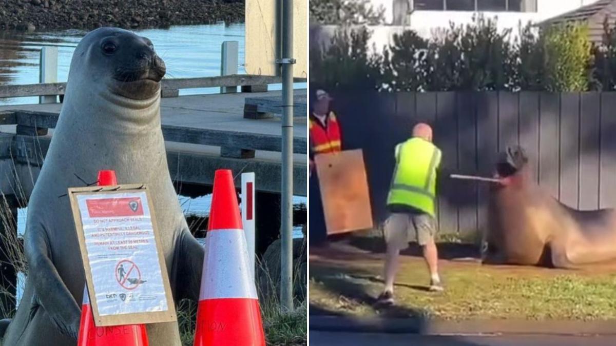 Just leave him: Neil the Seal incident sparks public backlash over ...
