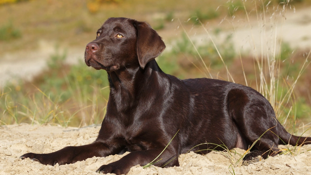 17 signs and breeds that show deep dog loyalty