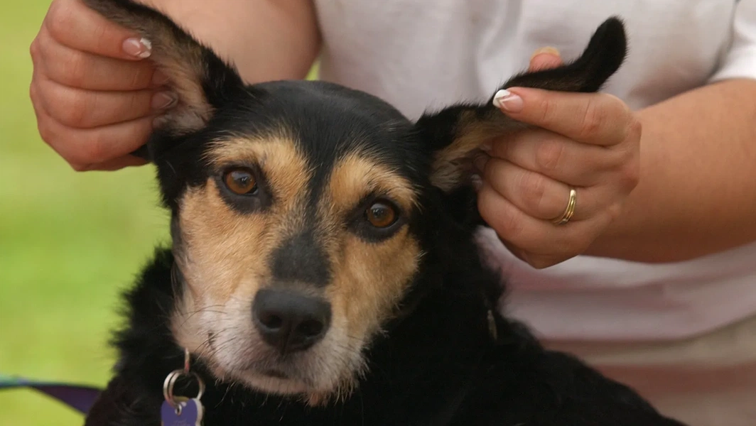 7 gentle petting techniques to bond with your dog