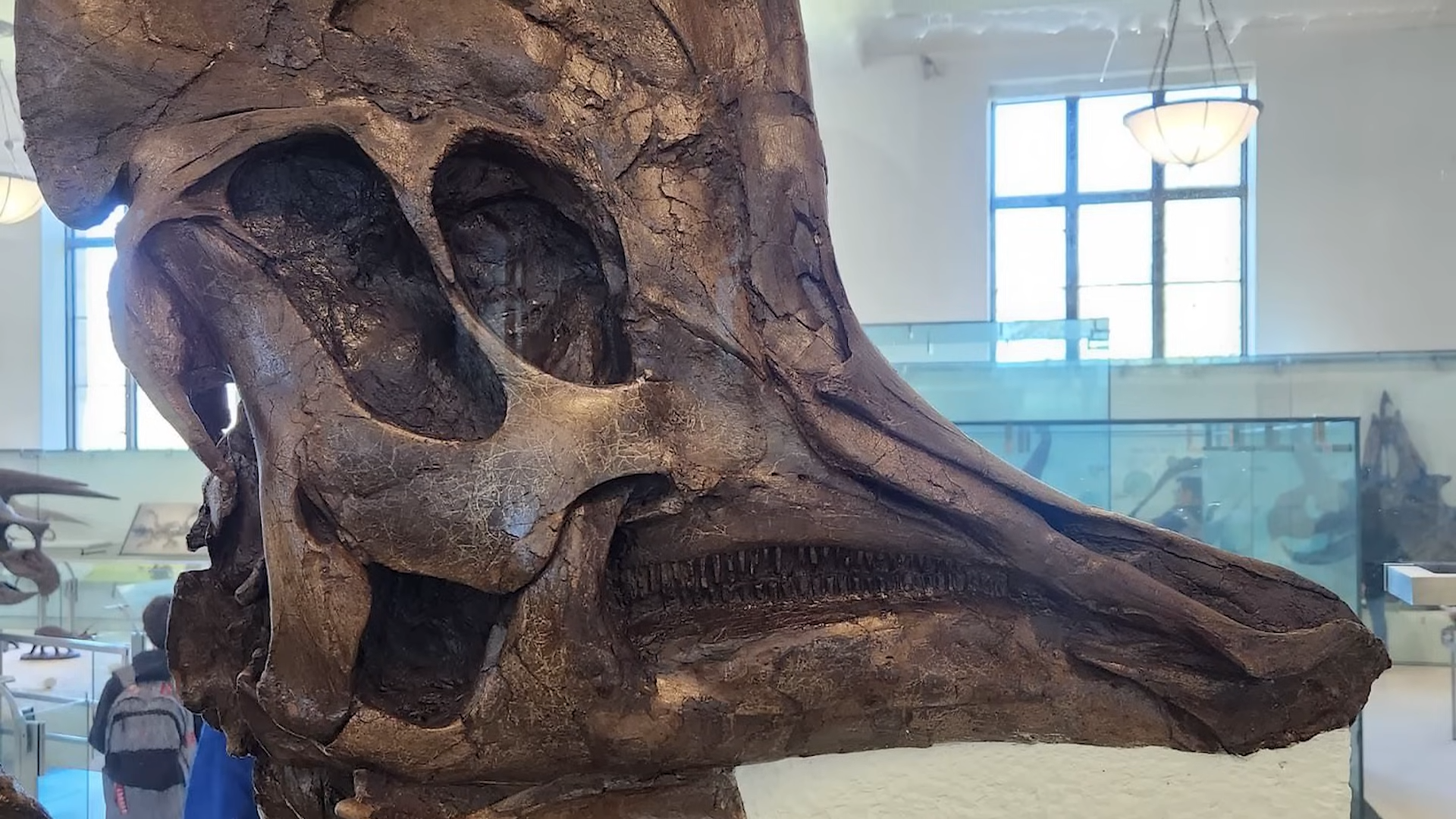 This strange skull was discovered - and it confused scientists