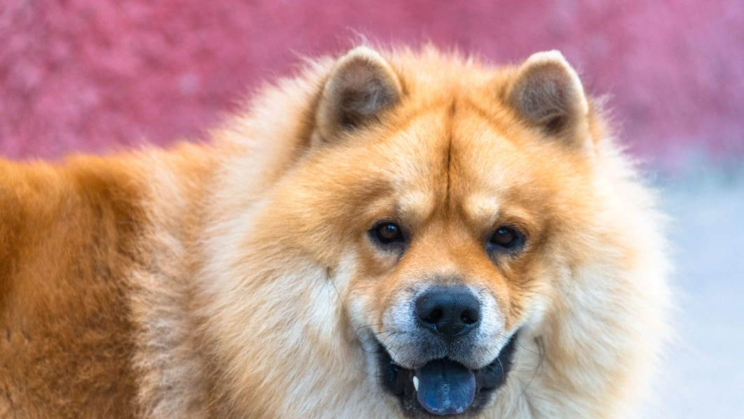 15 dog breeds that show affection selectively