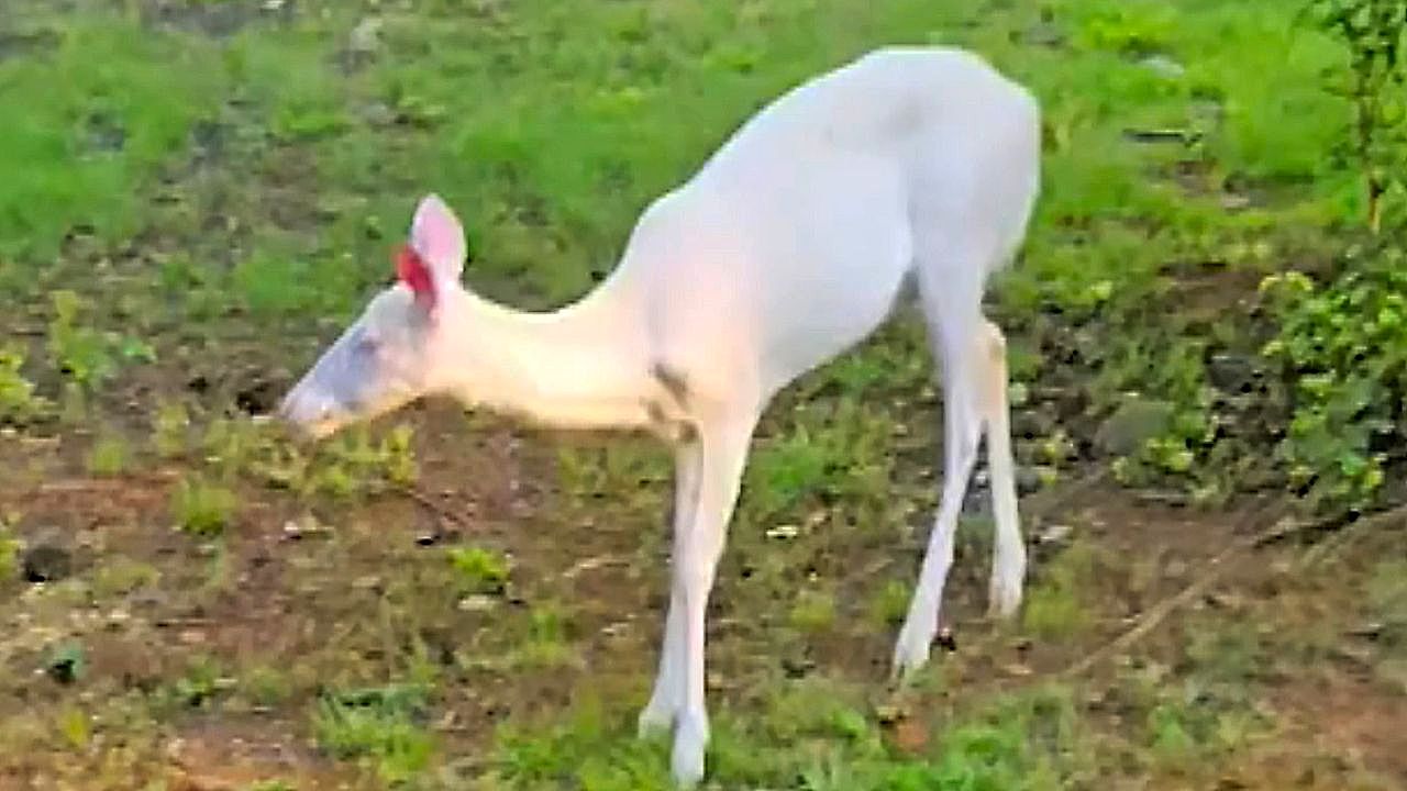Une rare biche albinos filmée en Caroline du Nord
