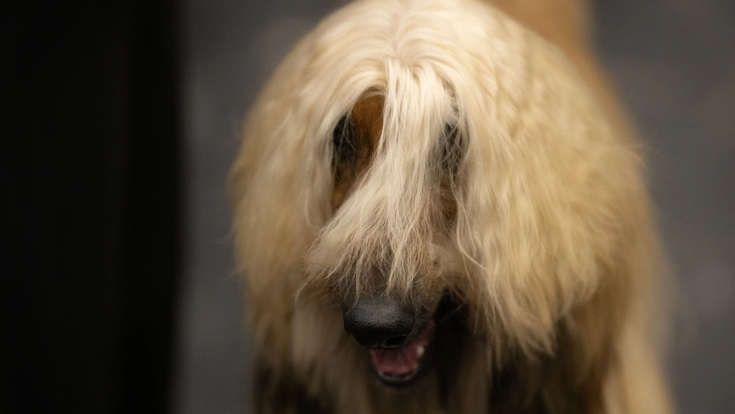 5 affectionate dog breeds with lower obedience scores